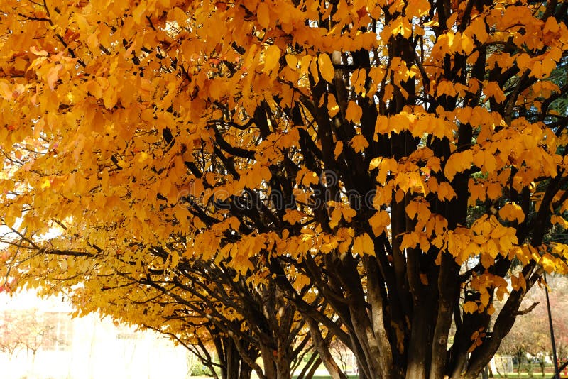 Trees in Autumn with Drooping Yellow Leaves Stock Image - Image of ...