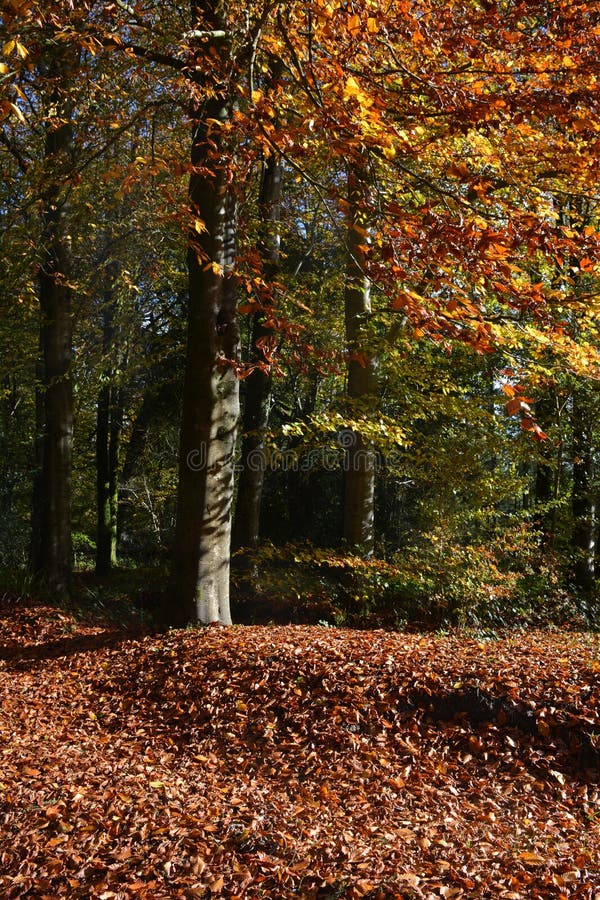 Trees in Autumn with Beautiful, Vibrant Fall Colors Stock Photo - Image ...