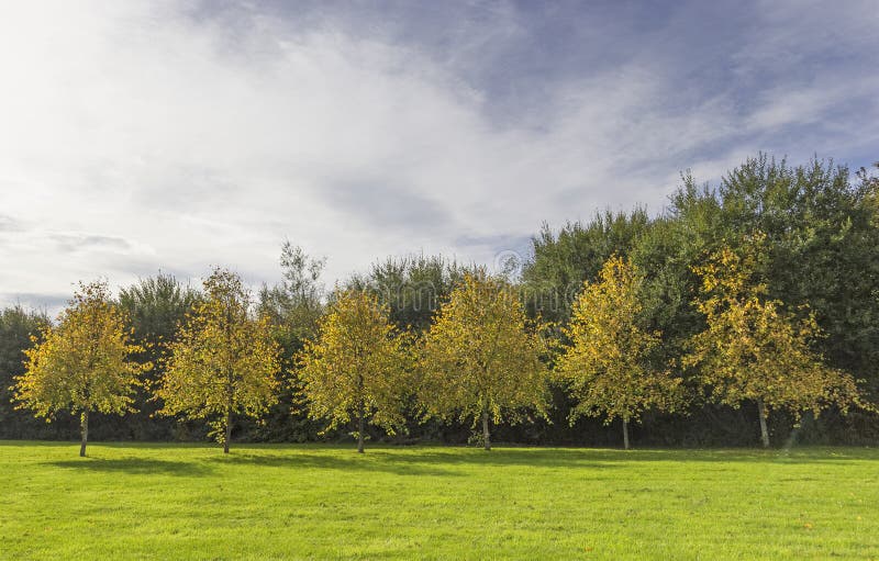 Trees in autumn foliage stock photo. Image of shadow - 103027170