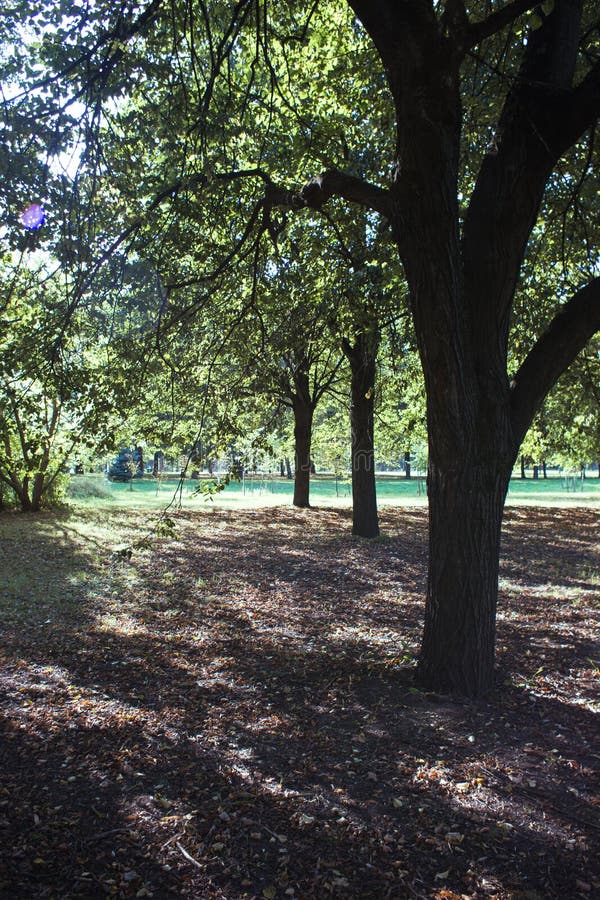 Trees in the Autumn Forest. Forest Landscape Stock Image - Image of ...