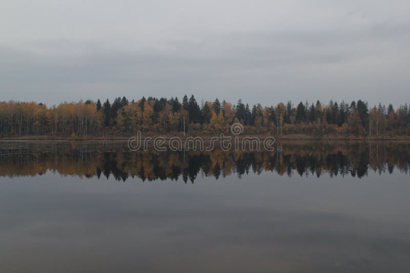 Autumn Forest Near the Lake Stock Photo - Image of autumn, golden: 99808378