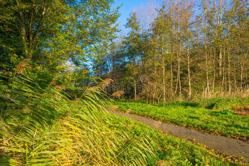 Trees in Autumn Leaf Colors in a Field in Sunlight in Autumn Stock ...