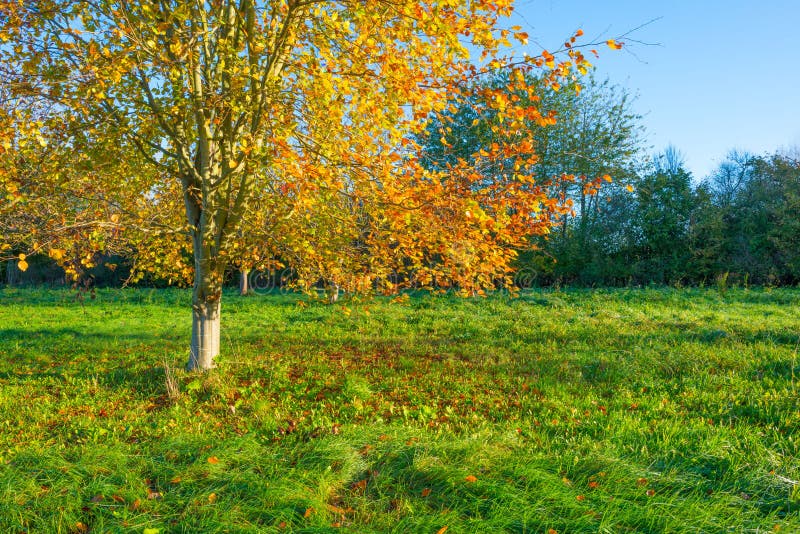 Trees in Autumn Leaf Colors in a Field in Sunlight in Autumn Stock ...