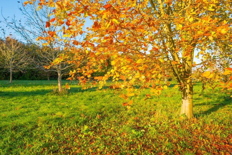 Trees in Autumn Leaf Colors in a Field in Sunlight in Autumn Stock ...