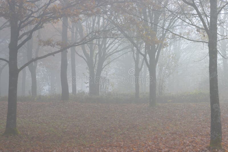 Trees and Autumn Leaves on a Foggy Day in Autumn Stock Image - Image of ...