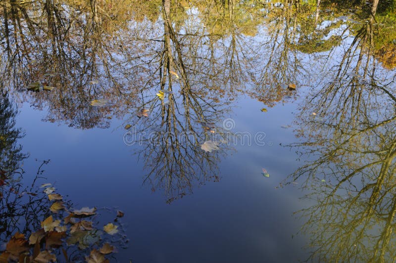 Trees with Autumn Leaves are Reflected in the Water Stock Image - Image ...