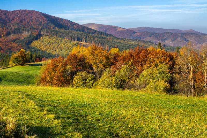 Trees on Autumn Meadow in Mountains Stock Photo - Image of landscape ...