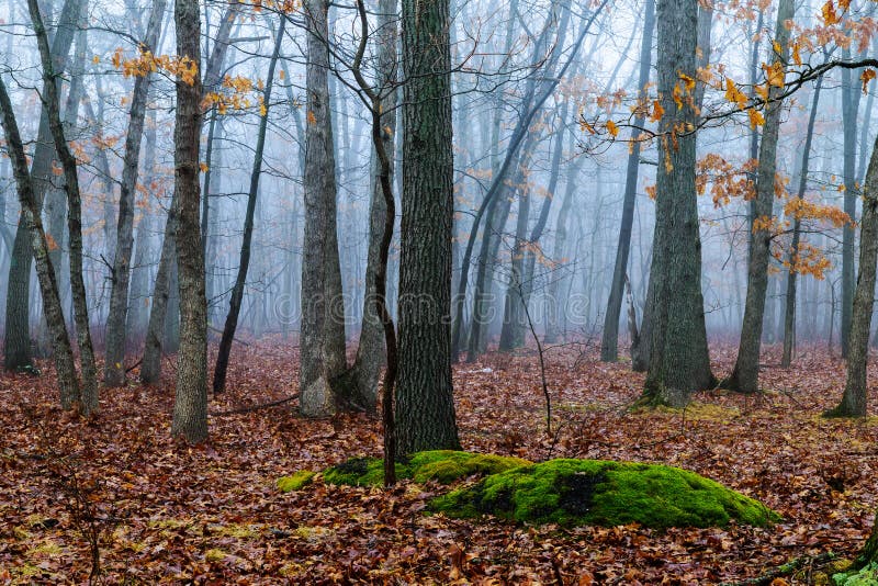 Trees in the autumn mist stock photo. Image of evening - 113750302