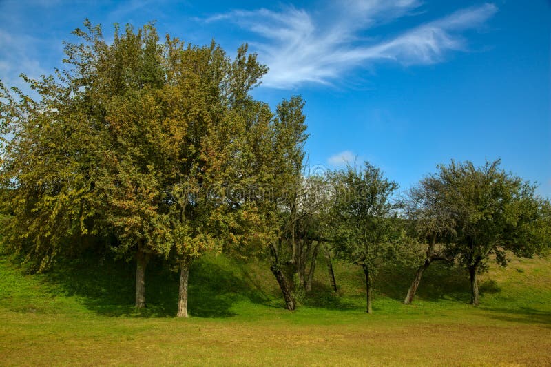 Trees in Autumn in an Open Space at Noon Stock Photo - Image of ...
