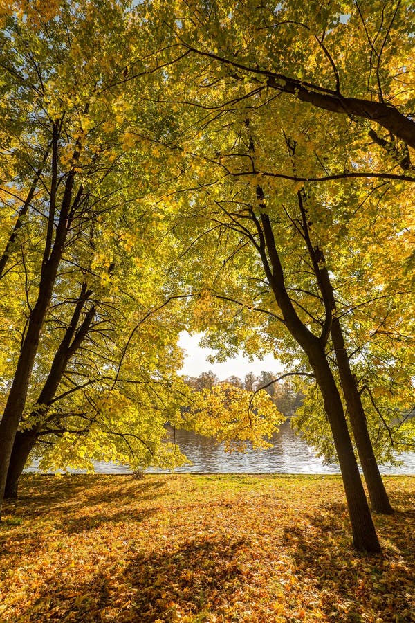 Trees in the autumn park stock image. Image of bright - 161082789