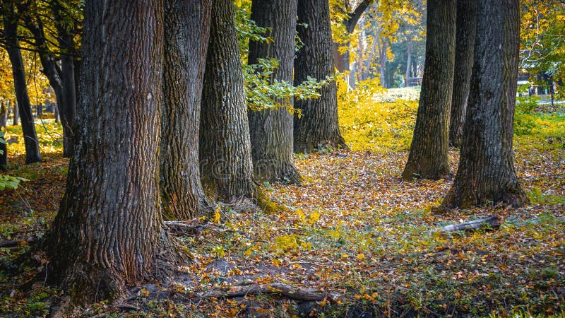 Trees in Autumn Park, Thick Tree Trunks Stock Photo - Image of yellow ...