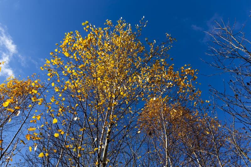 Trees in the Autumn Season with Changing Foliage Stock Image - Image of ...