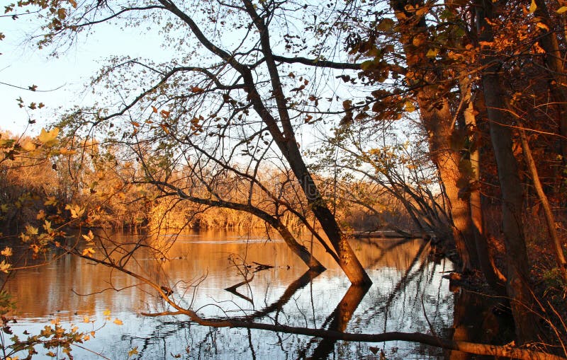 Trees in Autumn season stock photo. Image of light, nature - 80087550