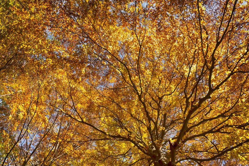 The Trees, autumn season stock photo. Image of november - 79683656