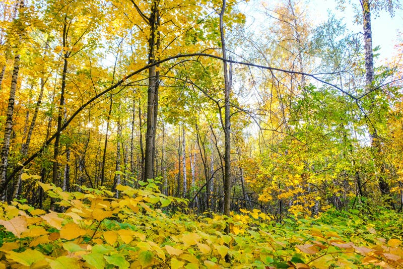 Trees in Autumn in Sokolniki Park in Moscow Stock Image - Image of fall ...
