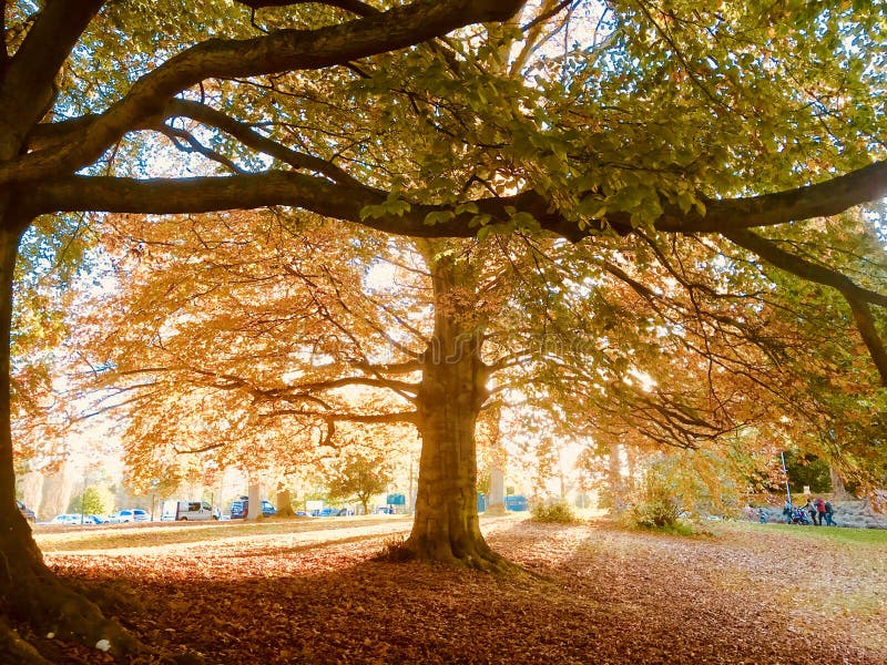 Trees in autumn stock photo. Image of autumn, kent, castle - 166212170