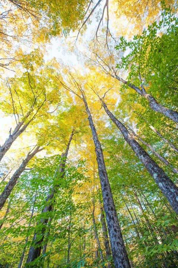 Trees in Autumn stock image. Image of green, autumn, nature - 83142731