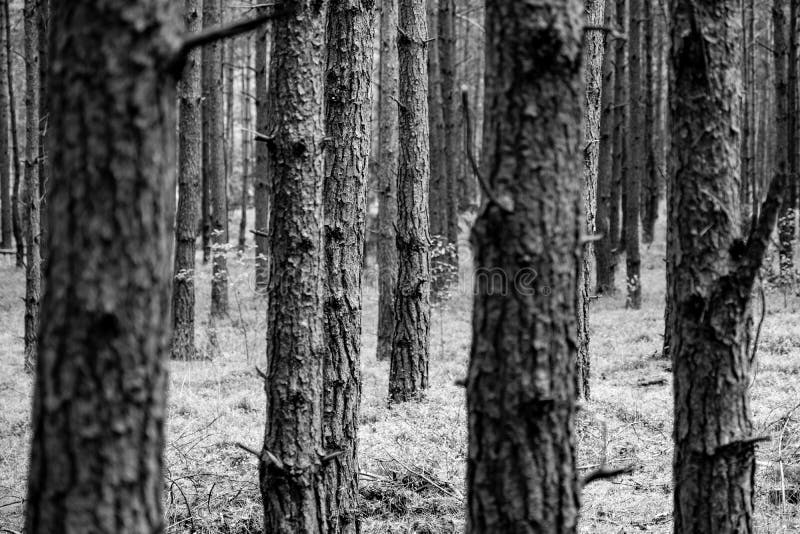 TREES B&W stock photo. Image of trees, white, woods - 154497638