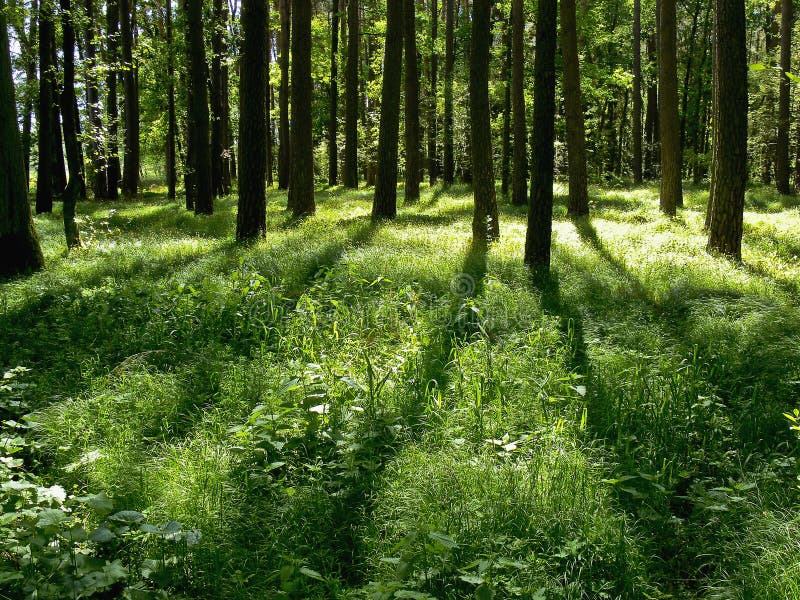Glade in the Forest at Spring Morning. Background, Nature. Stock Image ...