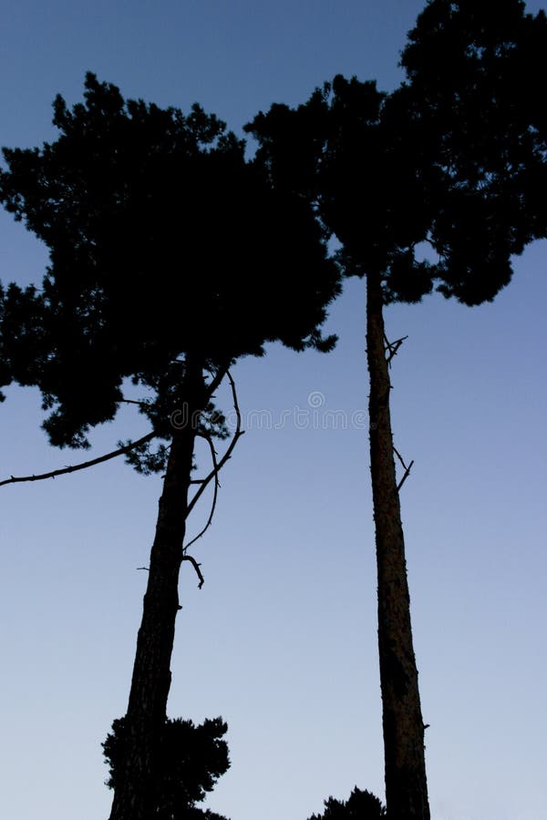 Trees in back light stock image. Image of back, light - 44758551