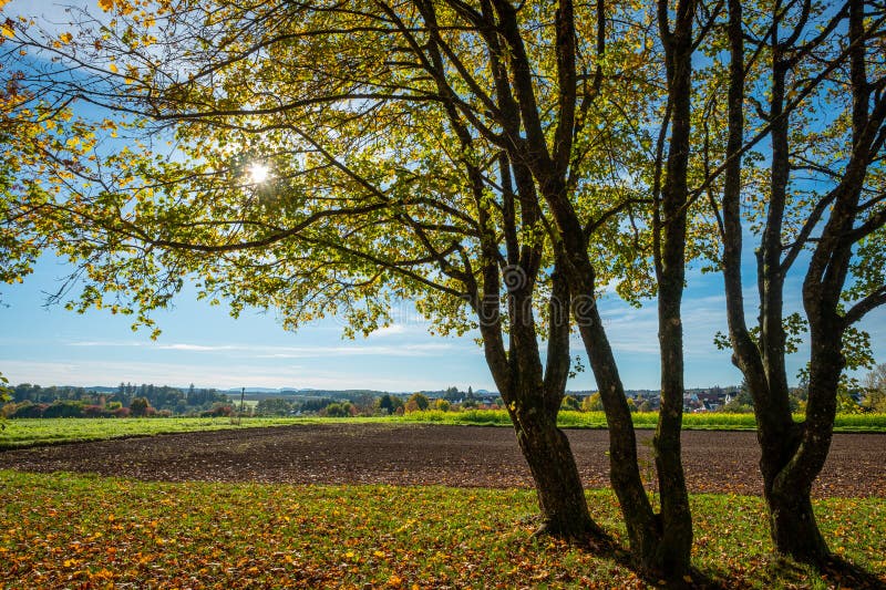 Trees in Back Lit with Sun Star Scen Stock Photo - Image of scene ...