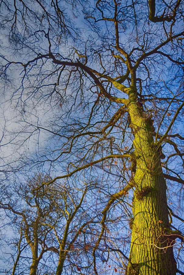 Trees with a Backdrop of Blue Sky Stock Photo - Image of braches, wood ...