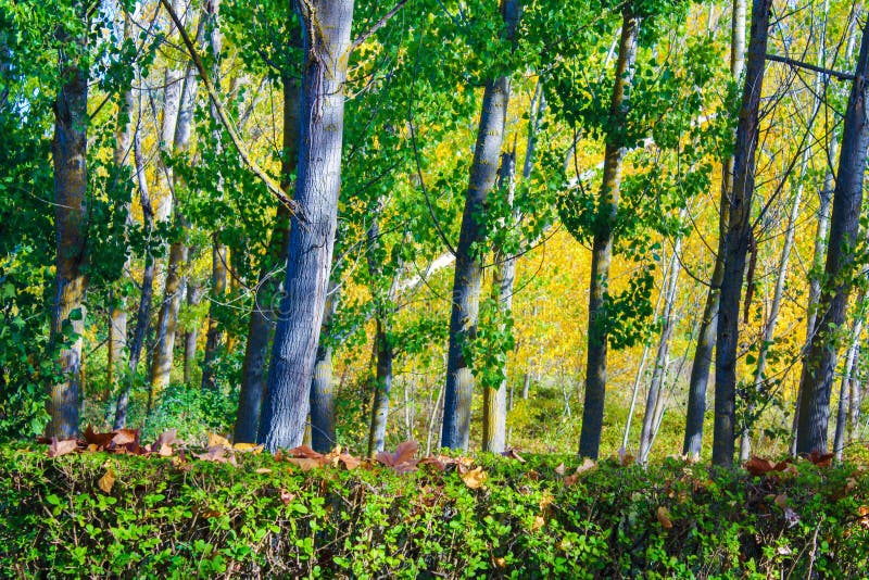 Trees Background Forrest Nature Colourful Stock Image - Image of ...
