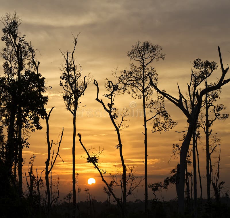 Trees on the Background of a Beautiful Sunset in Square Shape Stock ...