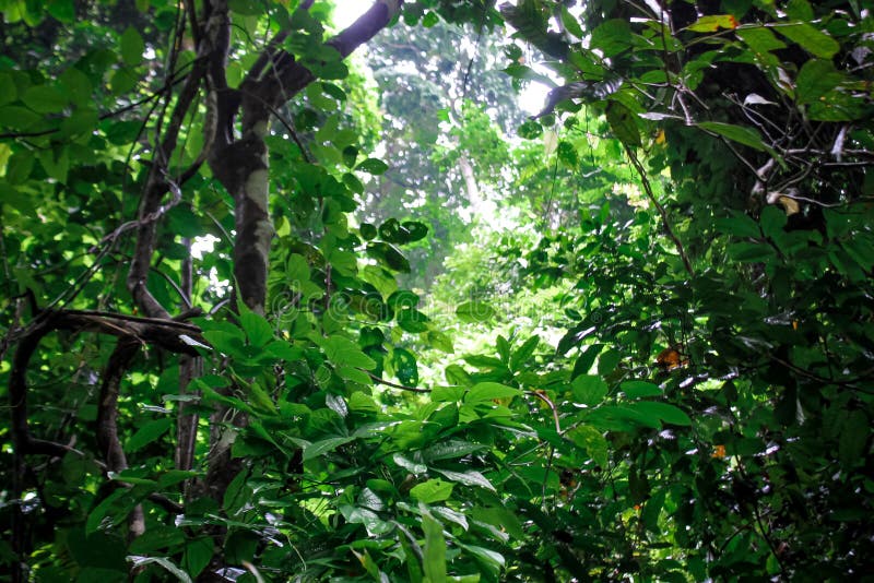 Trees Background Filled with Fresh Green Leaves Stock Image - Image of ...