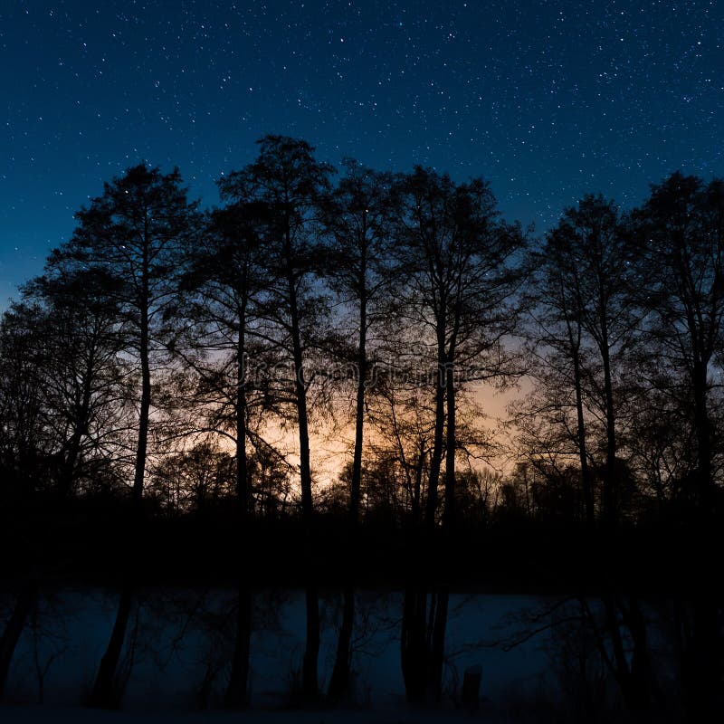 Trees on Background of the Night Starry Sky Stock Image - Image of ...