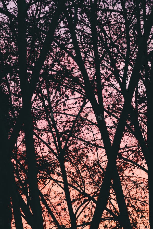 Trees Background Over Pink Sunset Stock Photo - Image of summer, violet ...