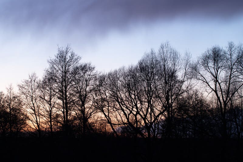 Trees on Background after Sunset on Evening Stock Photo - Image of ...