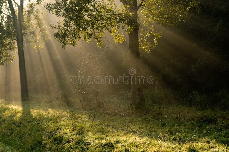 Trees In Backlight Picture. Image: 8799939