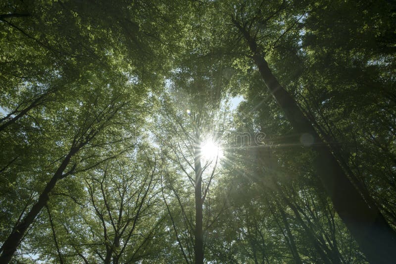 Trees with backlight sun stock image. Image of natural - 91709975