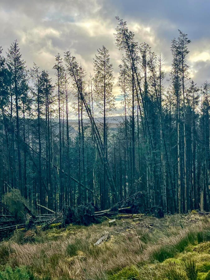 Trees Ballycastle Forest with Mountains in Distance Stock Photo - Image ...