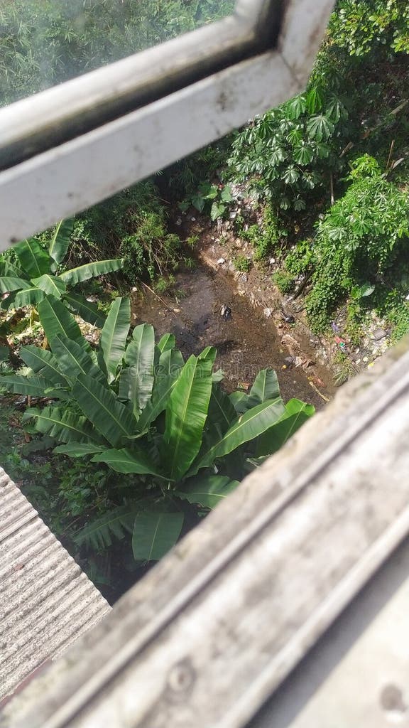 Trees of Banana , at the River Full Oxygen Stock Photo - Image of ...