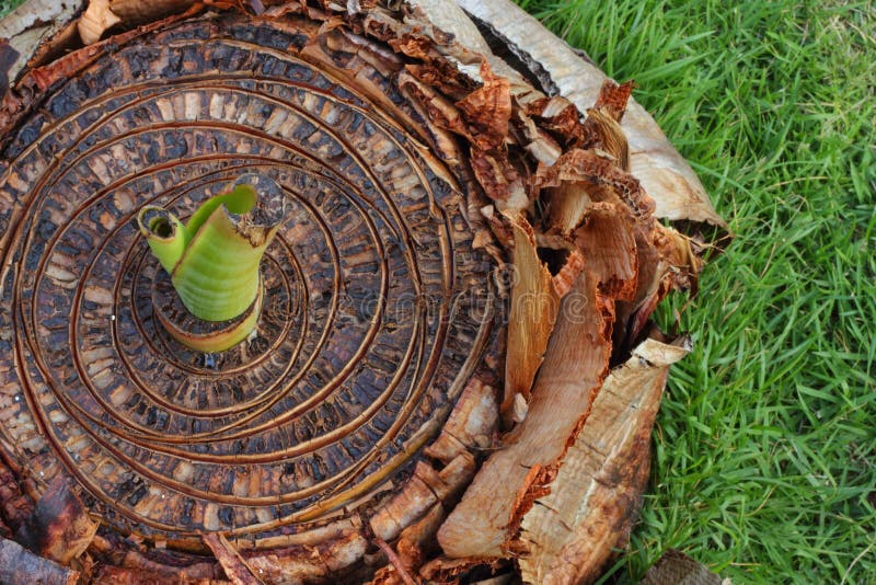 189 Cut Sprouting Tree Stock Photos - Free & Royalty-Free Stock Photos ...