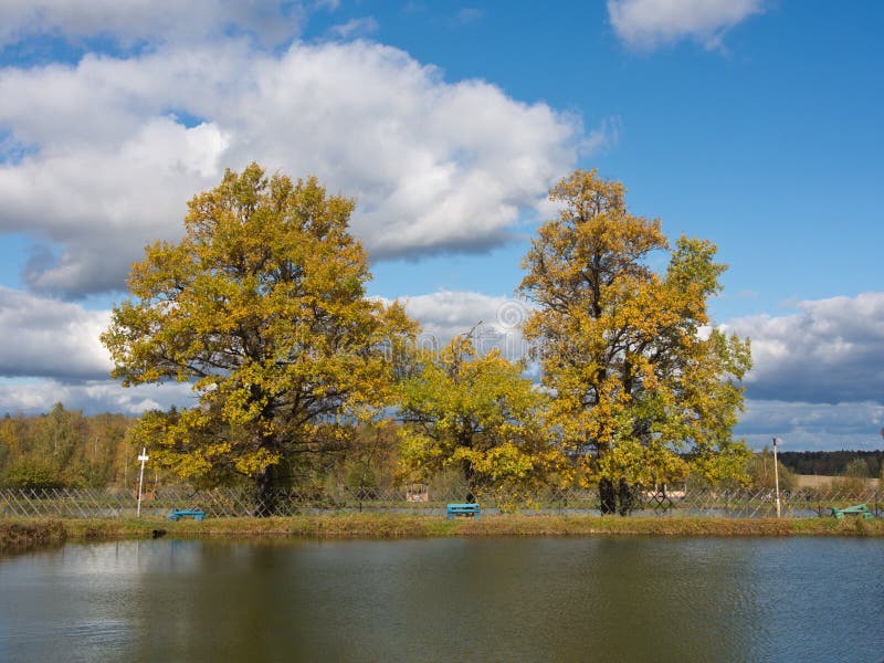 Trees on the bank stock photo. Image of bright, woods - 26923430