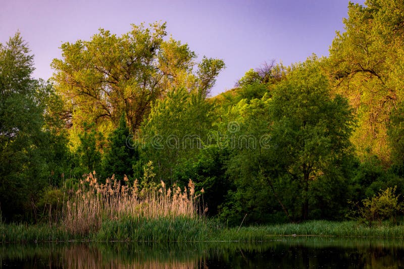 Trees on a Bank of Lake. Calm in Nature Stock Photo - Image of ...