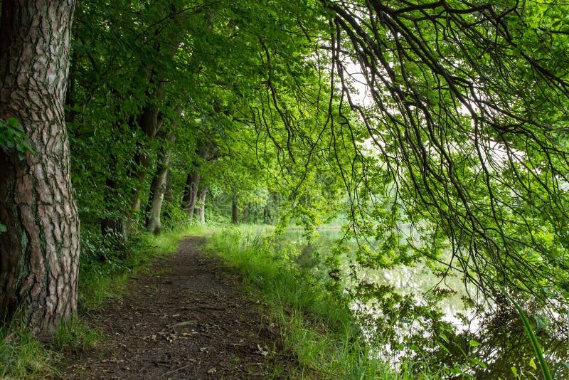 Trees 6 stock image. Image of clearing, leaves, tree - 36910709