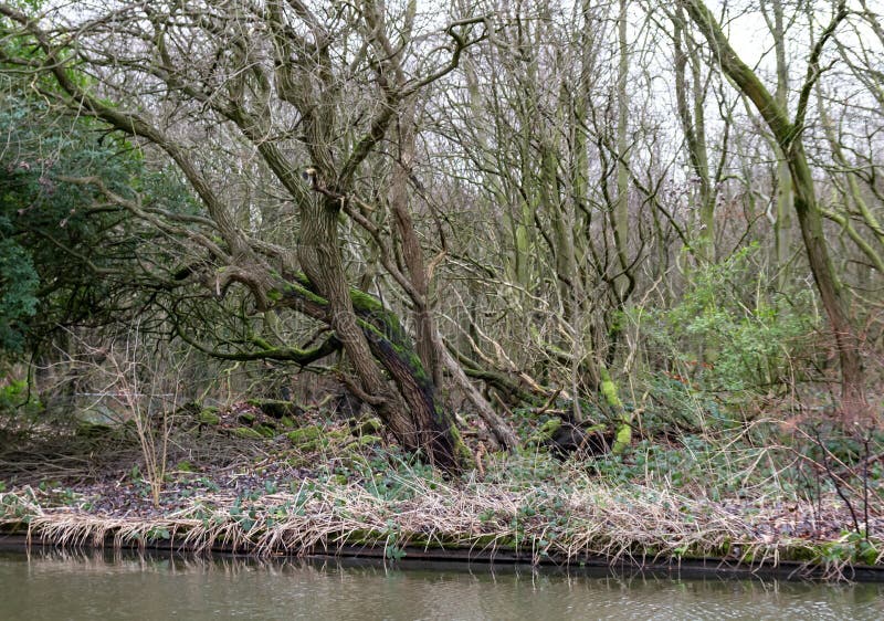 Trees on the Bank stock photo. Image of leeds, water - 137658628