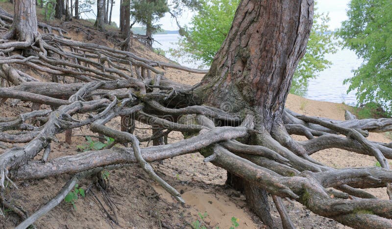 Trees with Bare Roots by Kaunas City Lake Stock Photo - Image of nature ...