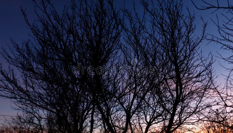 The Trees are Bare and the Sky is Dark Stock Image - Image of sunrise ...