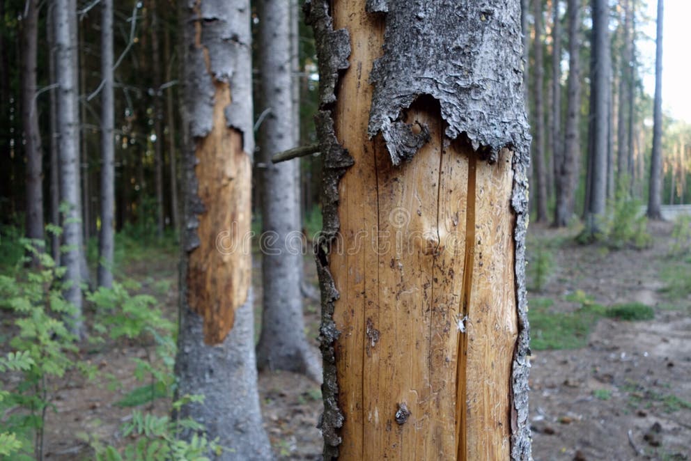 Trees without Bark Down Up Low Angle View Stock Photo - Image of season ...