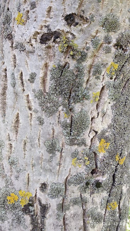 Trees Bark Nature Background Screen Tree Wood Stock Photo - Image of ...