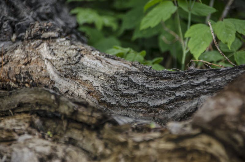 Trees and bark trunks stock image. Image of wild, clear - 175525569
