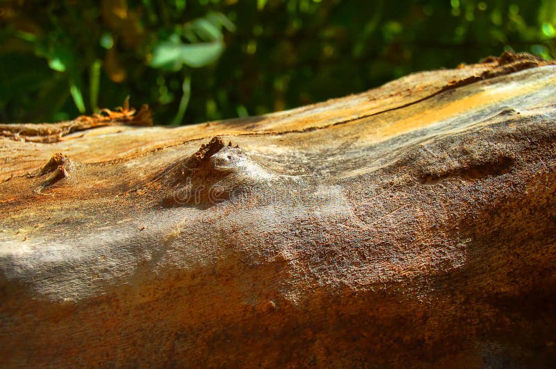 Trees and bark trunks stock photo. Image of excellent - 175525614