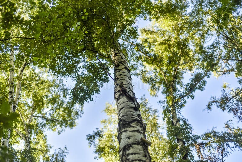 Trees and bark trunks stock image. Image of spot, remarkable - 175525731