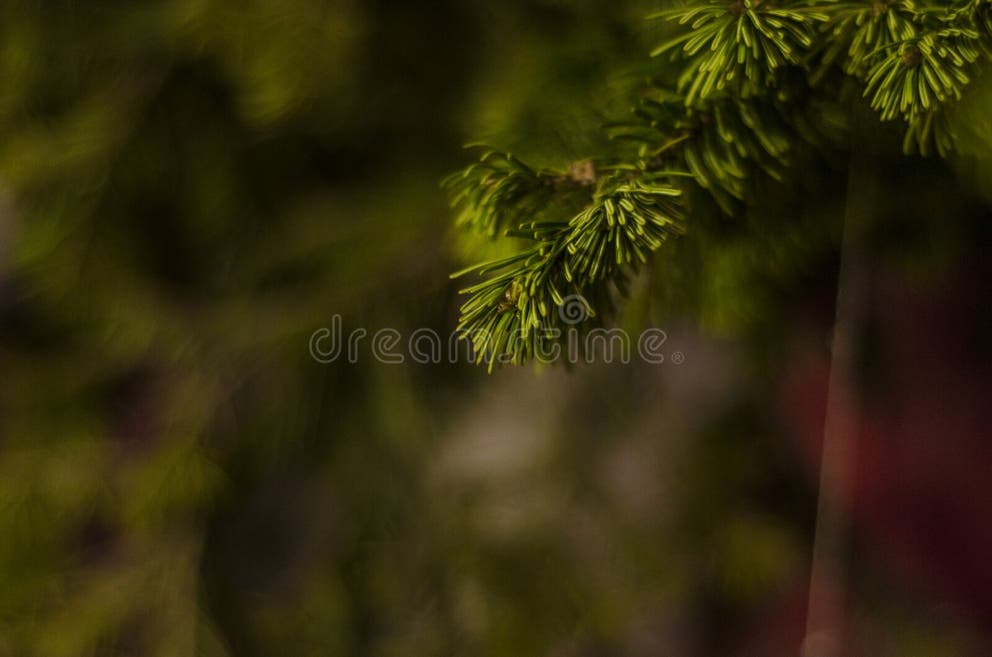 Trees and bark trunks stock image. Image of squirm, coniferous - 175525665