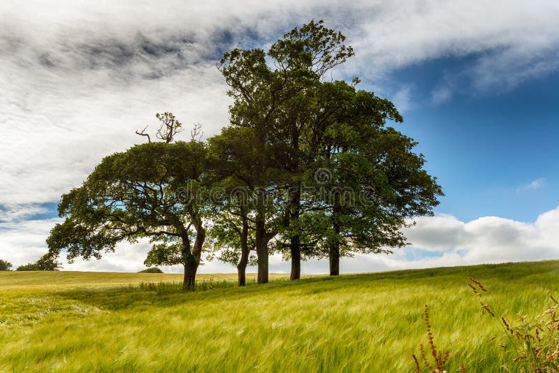 Trees in Barley stock photo. Image of nature, growing - 43320756